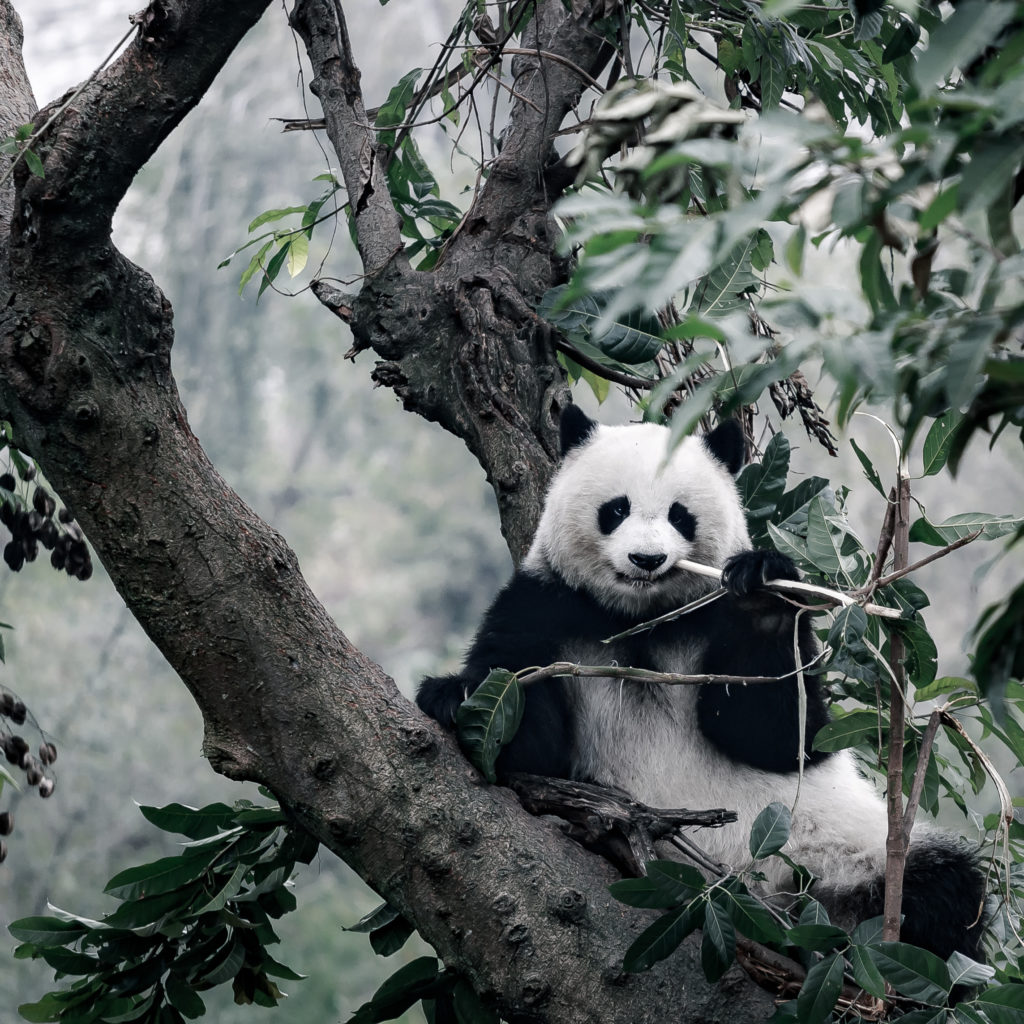 Les 8 espèces d’Ours – Journée mondiale des ours – World Bear Day