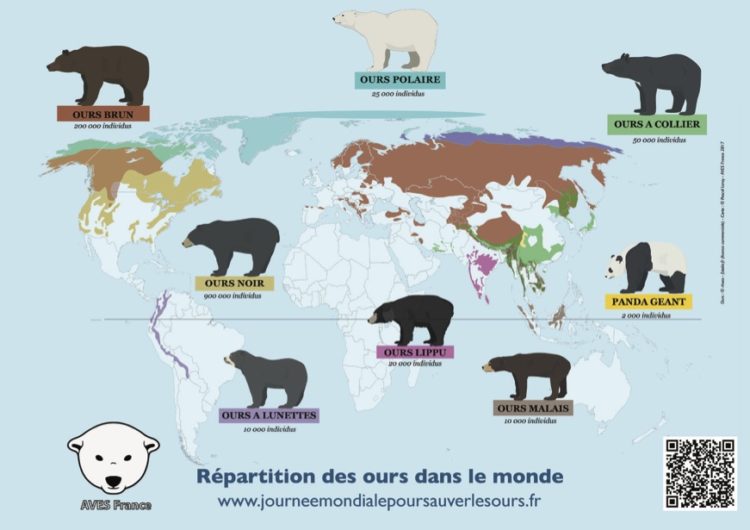 Répartition des ours dans le monde – Journée mondiale des ours – World ...