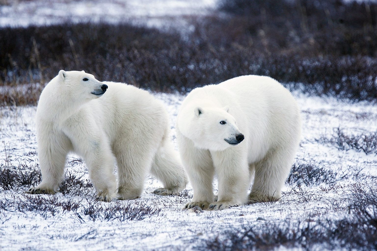 Les 8 espèces d’Ours – Journée mondiale des ours – World Bear Day